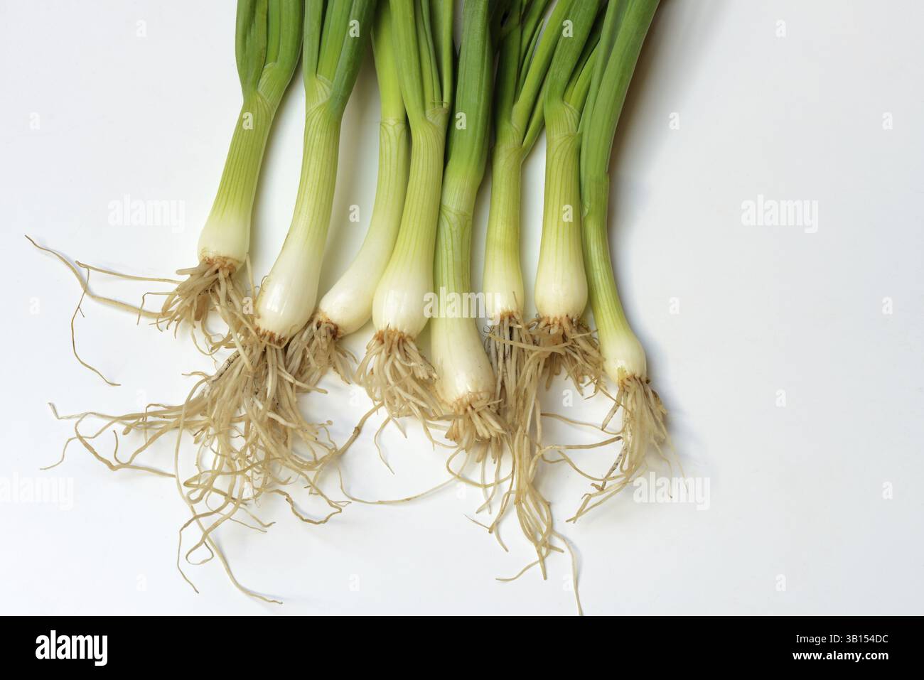 Spring onions with roots, onion Stock Photo - Alamy