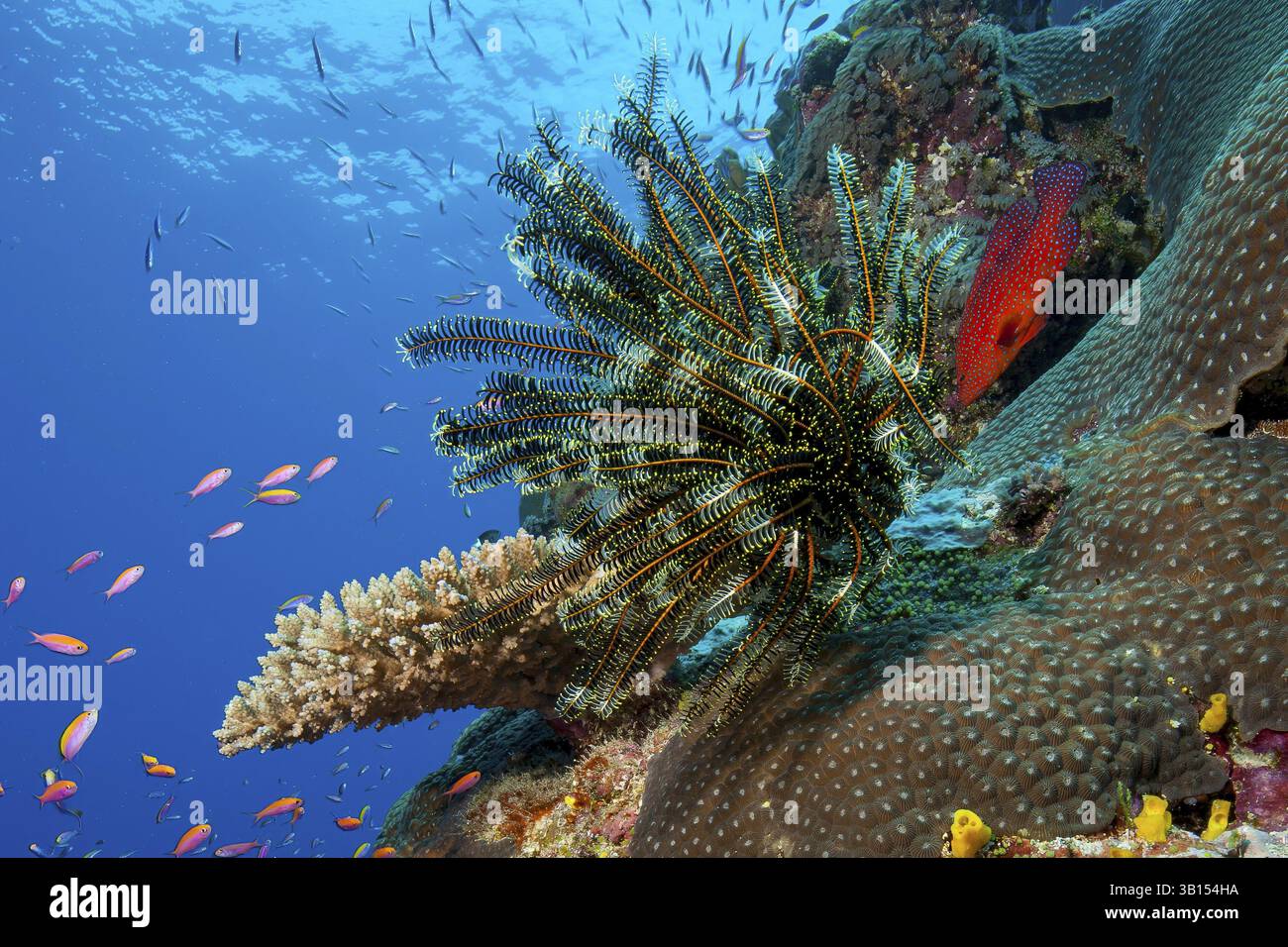 Underwater photo of Noble feather star (Comaster nobilis) hair star ...