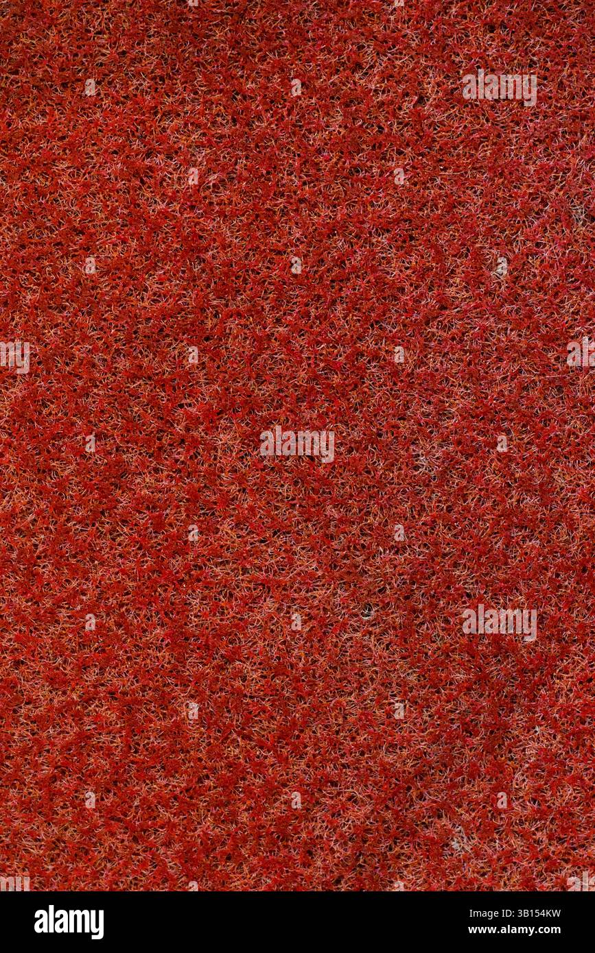 a porous structural surface close-up, red background, grinding wheel ...