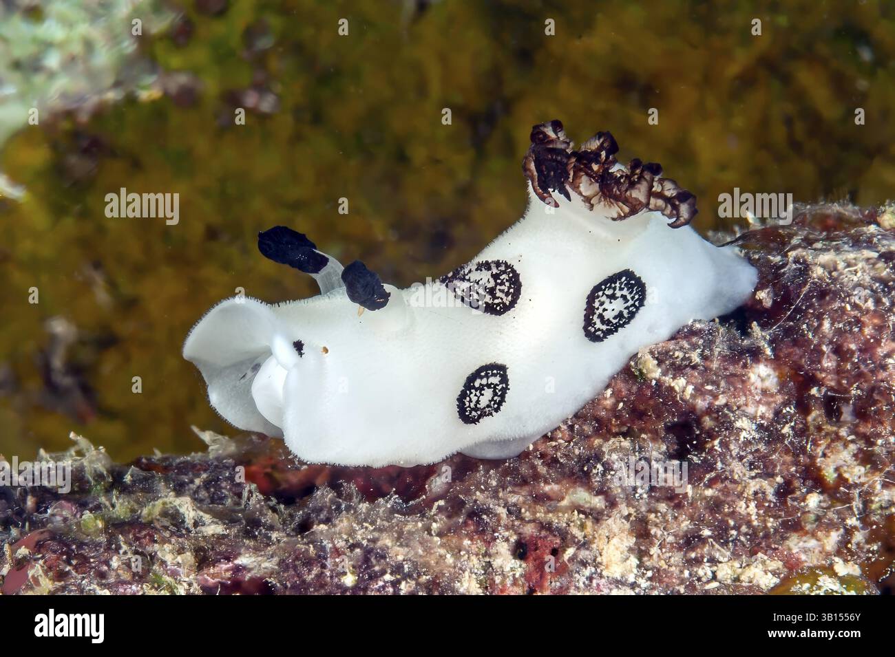 Underwater photo of Mourning Star Snail (Jorunna funebris) Magnificent ...
