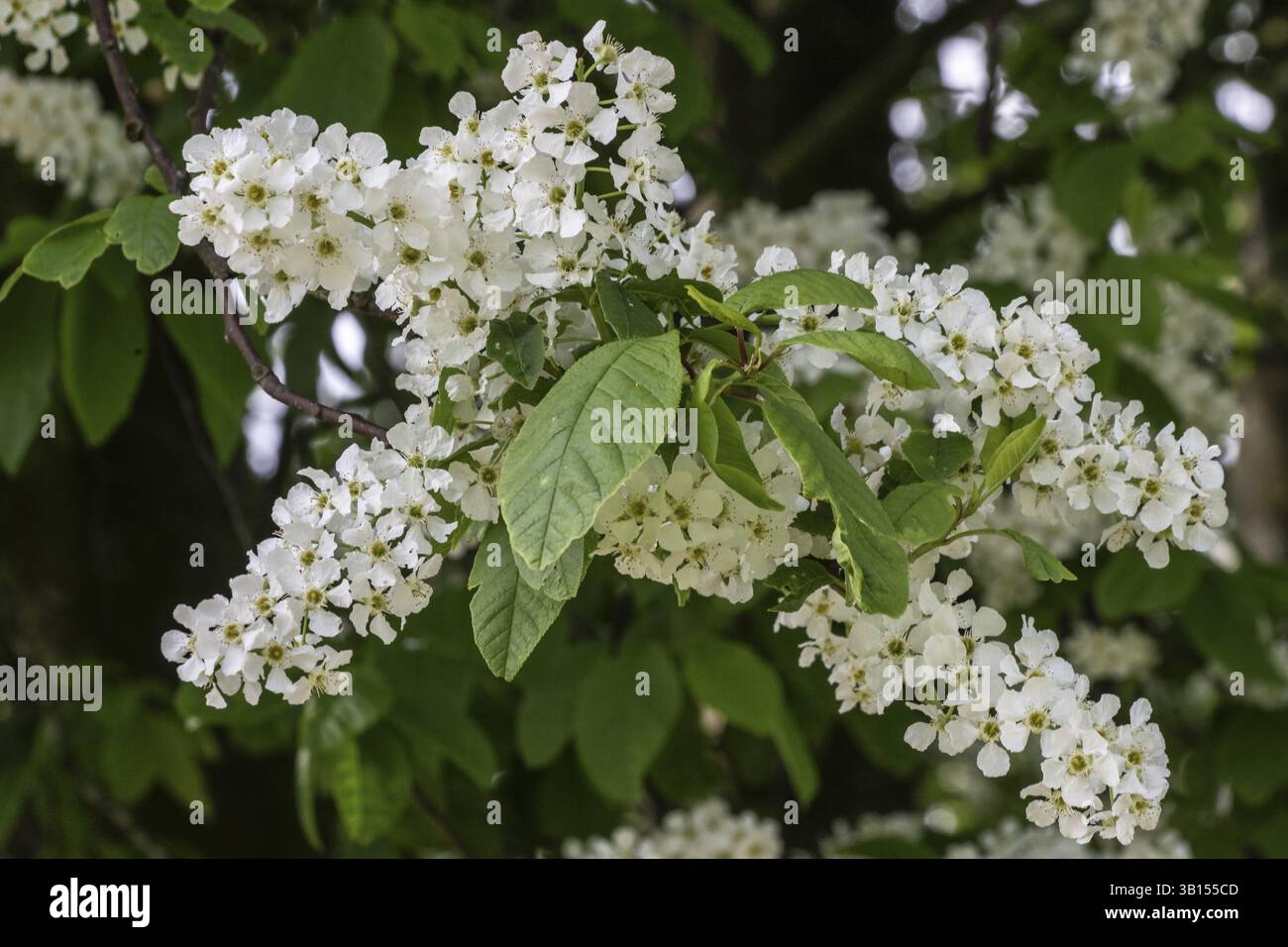 Padus vulgaris hi-res stock photography and images - Alamy