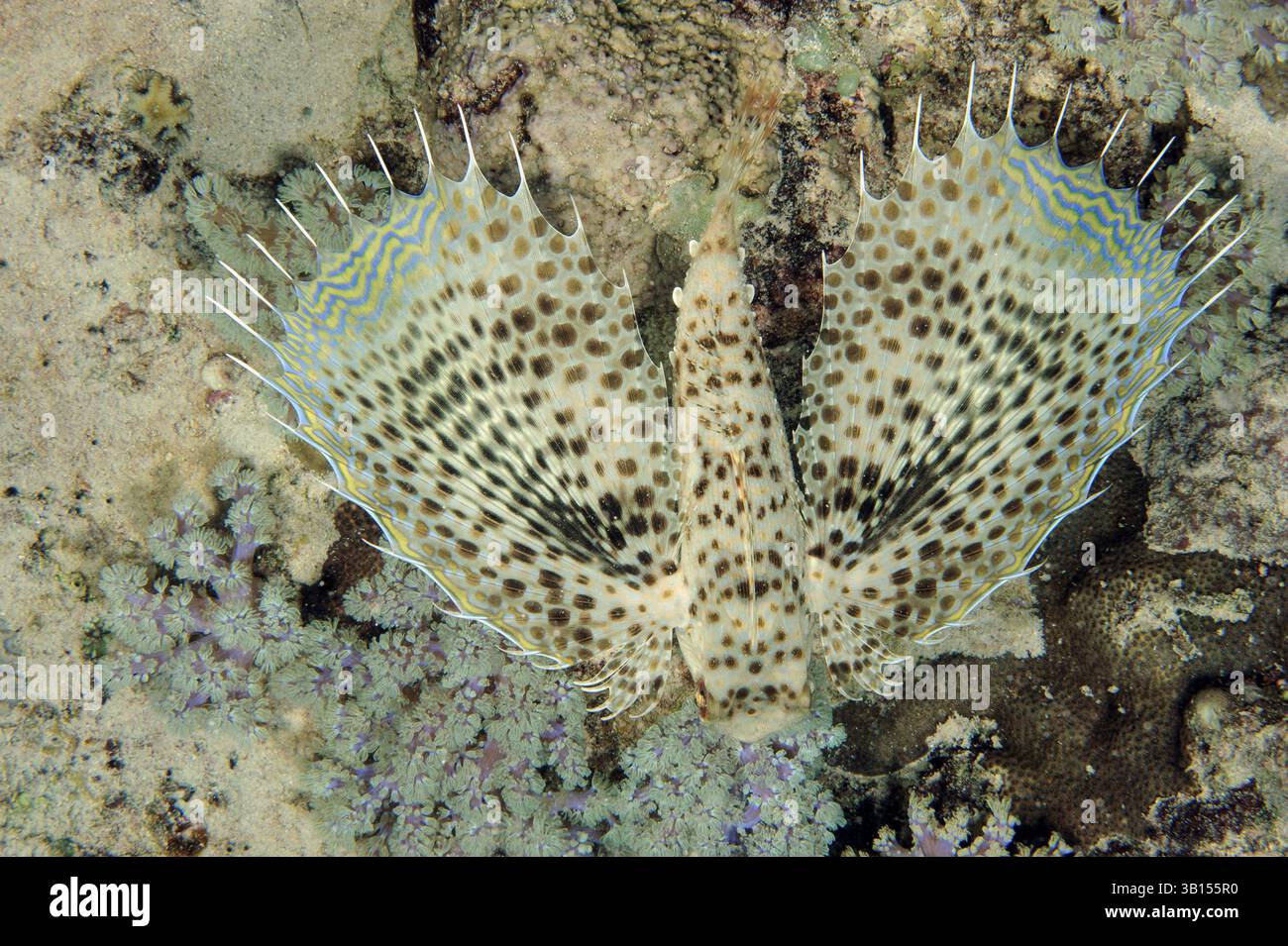 Underwater photo close-up view of spread fins of Oriental Flyingcock ...