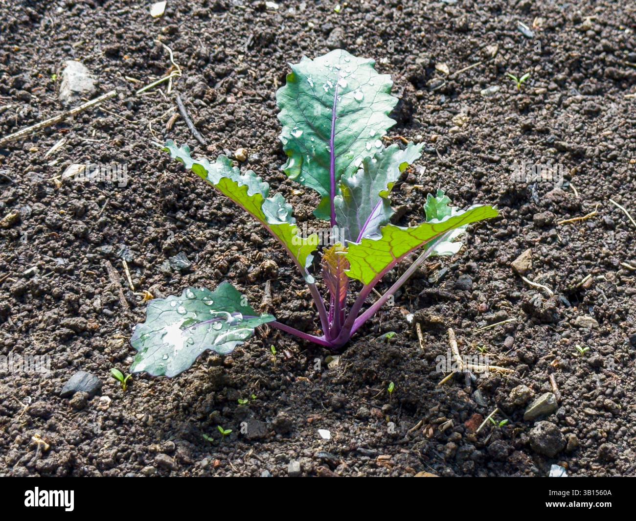 bio, food, vegetables, radish, edible root vegetable, Wild Cabbage ...