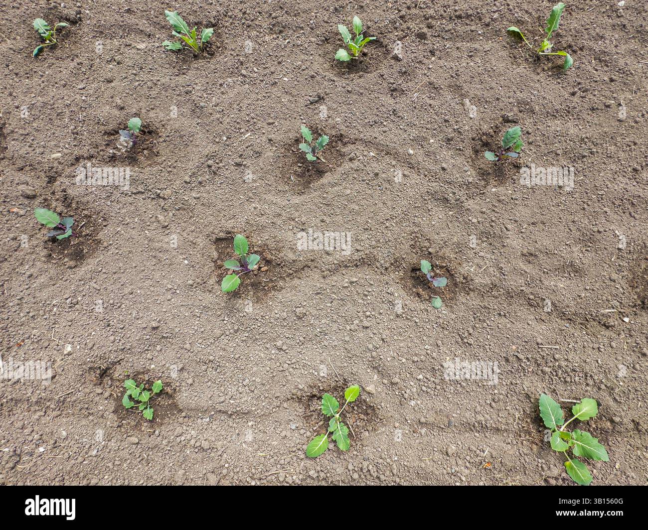 bio, food, vegetables, radish, edible root vegetable, Wild Cabbage ...