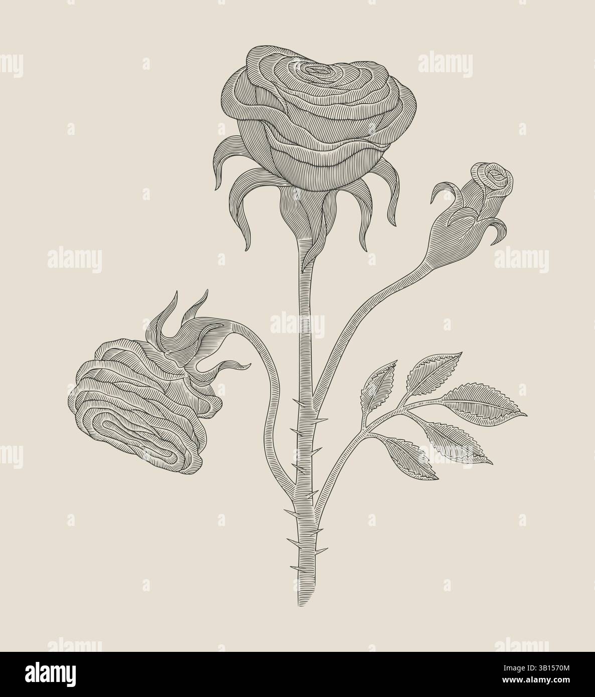 Rose flower, Vintage engraving drawing style vector illustration Stock ...