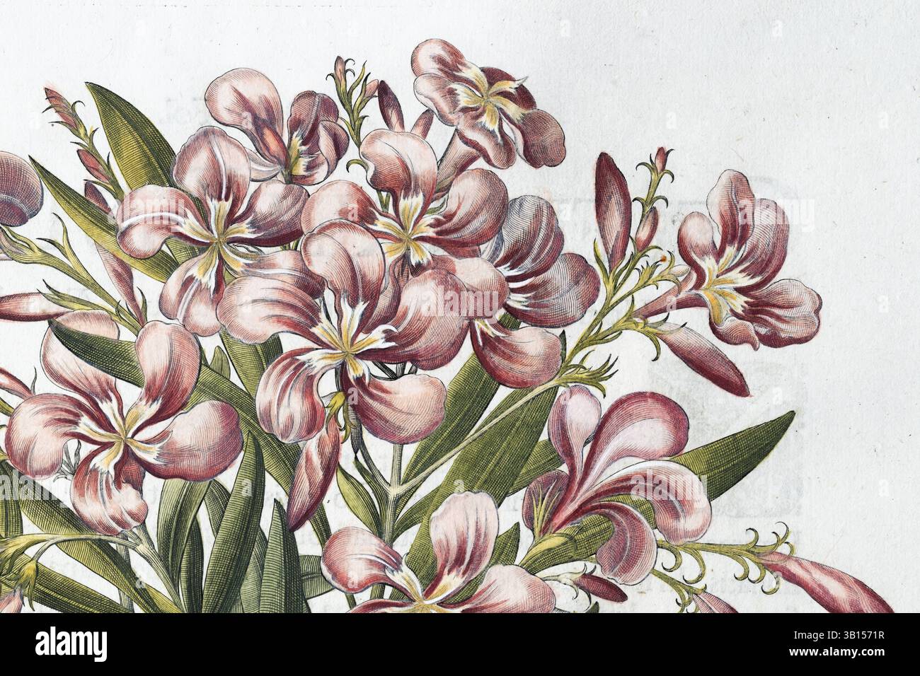 Blossoms, rose laurel, true oleander (Nerium oleander), hand-coloured ...