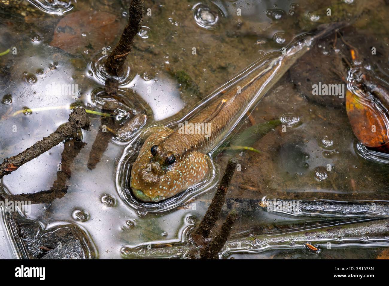 Giant Mudskipper - Periophthalmodon schlosseri, unique colored fish ...