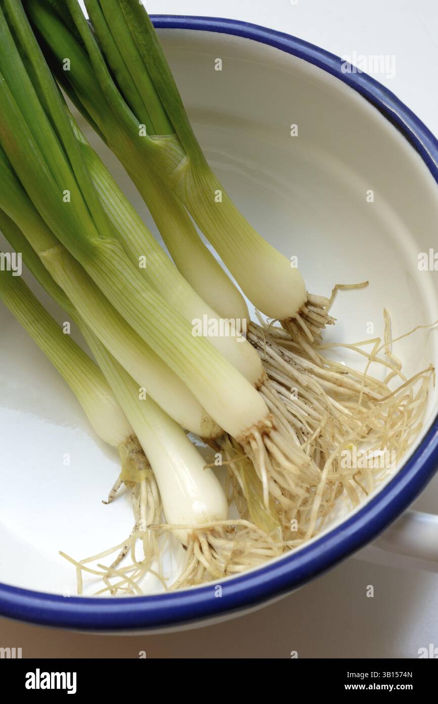 Spring onion with roots in skin, onion Stock Photo - Alamy