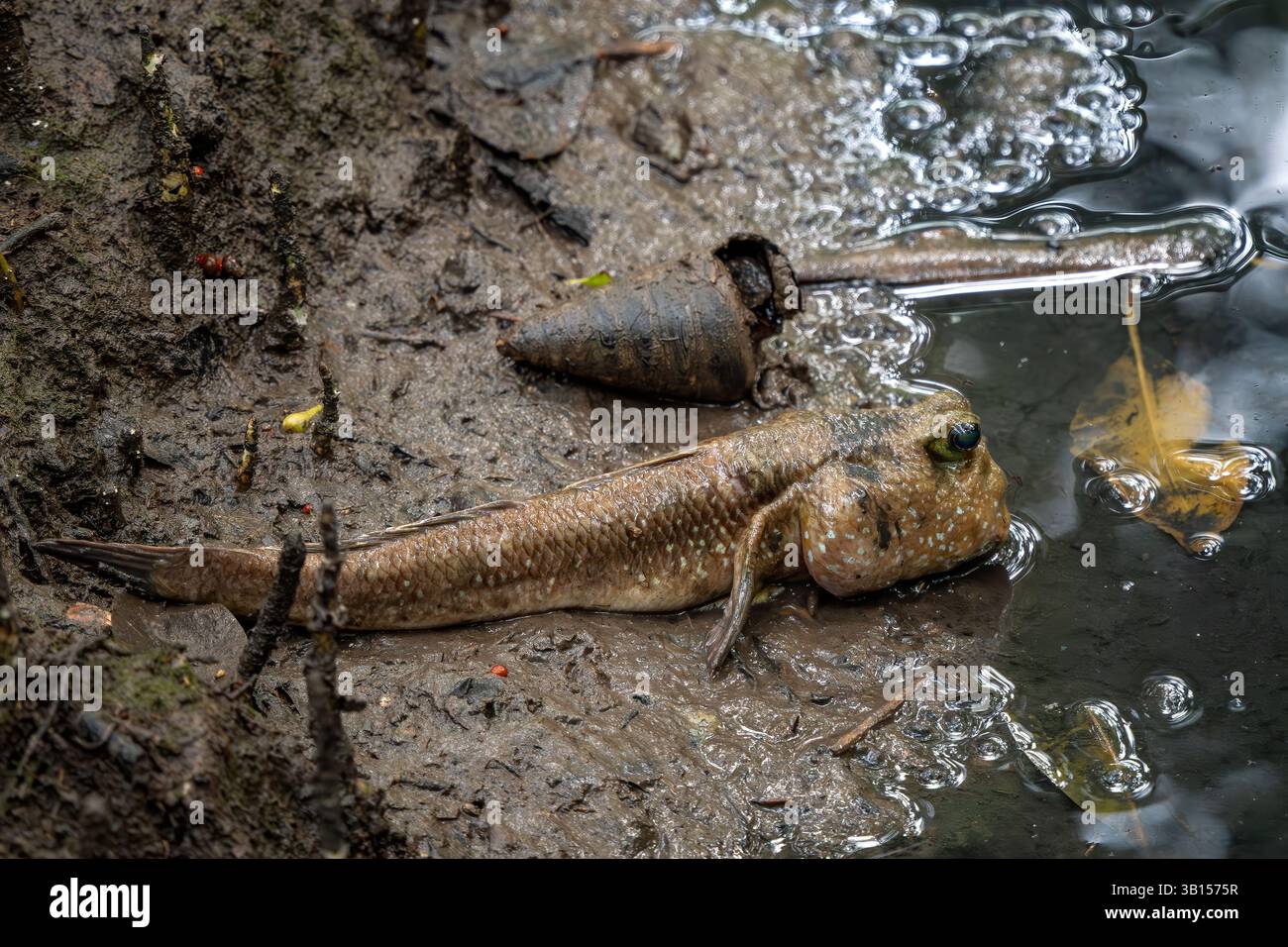 Giant Mudskipper - Periophthalmodon schlosseri, unique colored fish ...