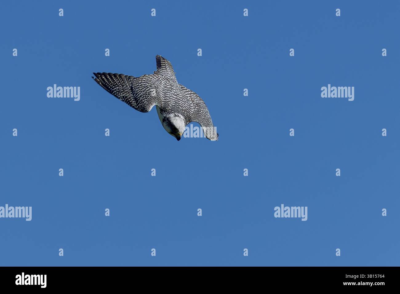 A bird of prey flies in front of a clear blue sky, hybrid falcon ...