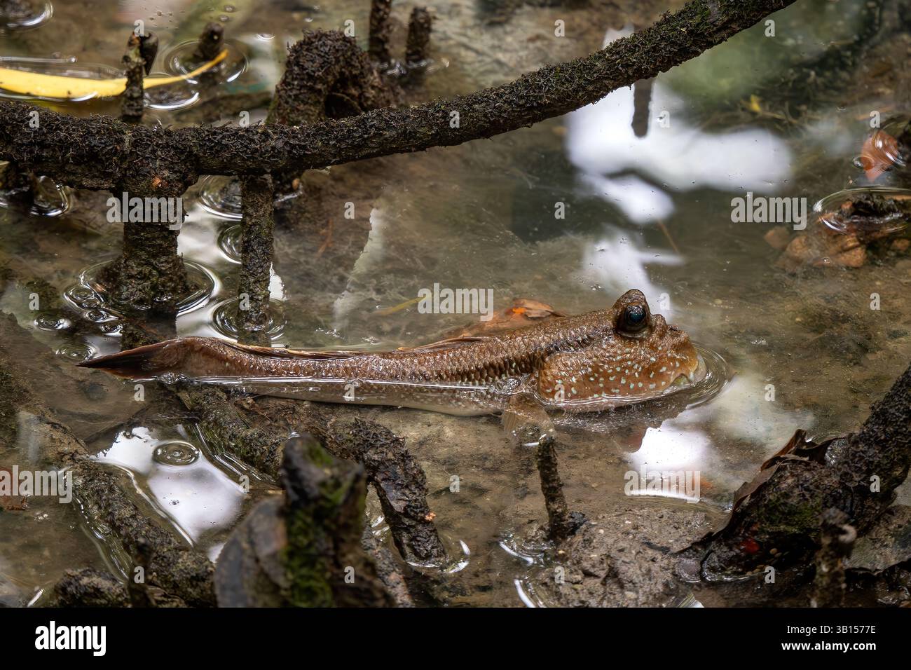 Giant Mudskipper - Periophthalmodon schlosseri, unique colored fish ...