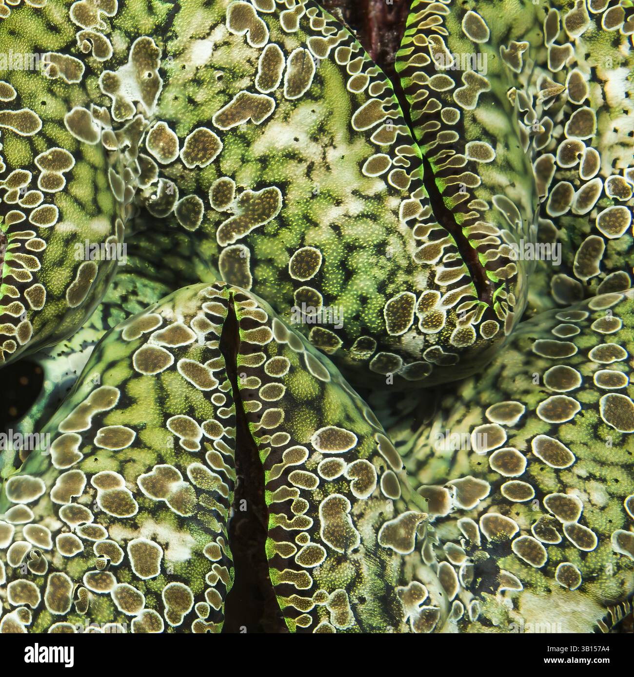 Underwater photo close-up detail photo of mantle of teardrop giant clam (Tridacna noae) Noah's ...