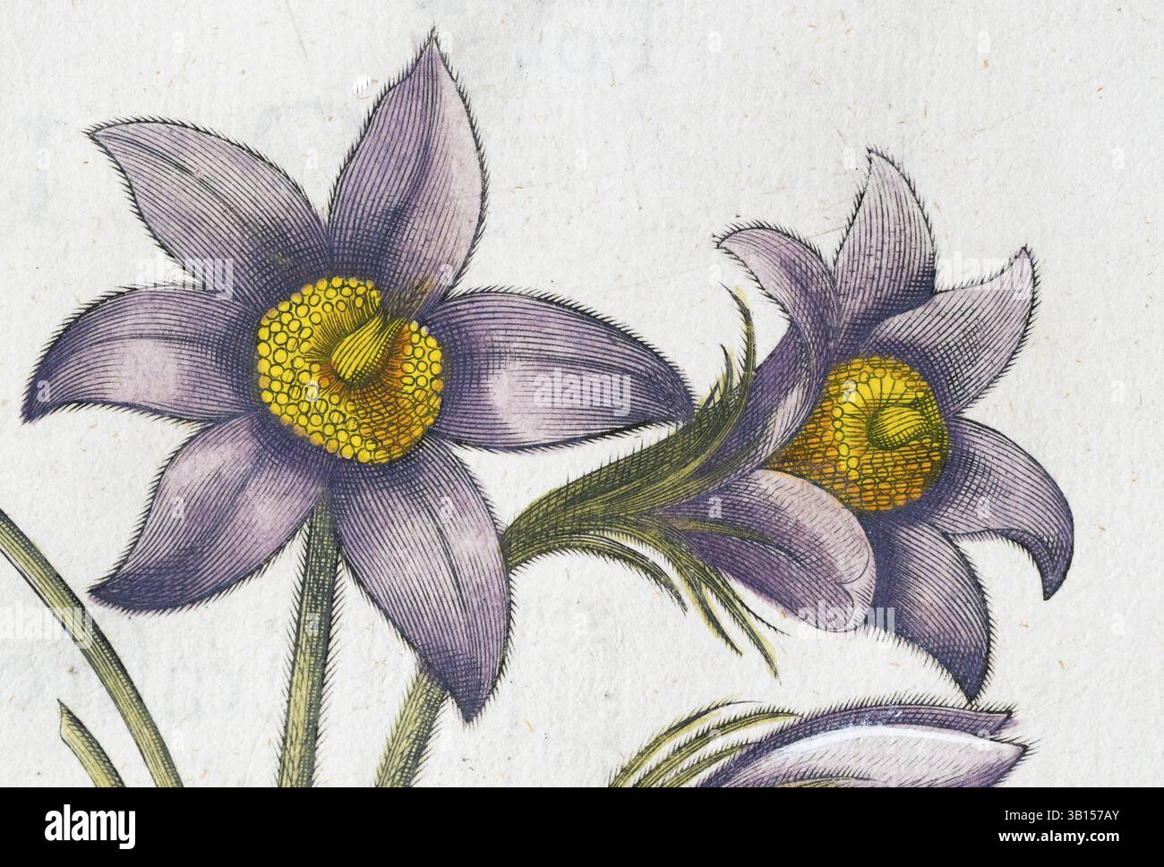 Pasque flower (Pulsatilla vulgaris), hand-coloured copperplate ...