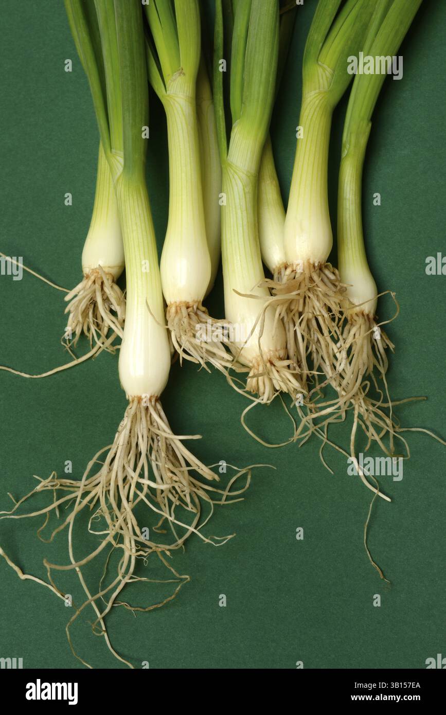 Spring onion with roots, Onion Stock Photo - Alamy