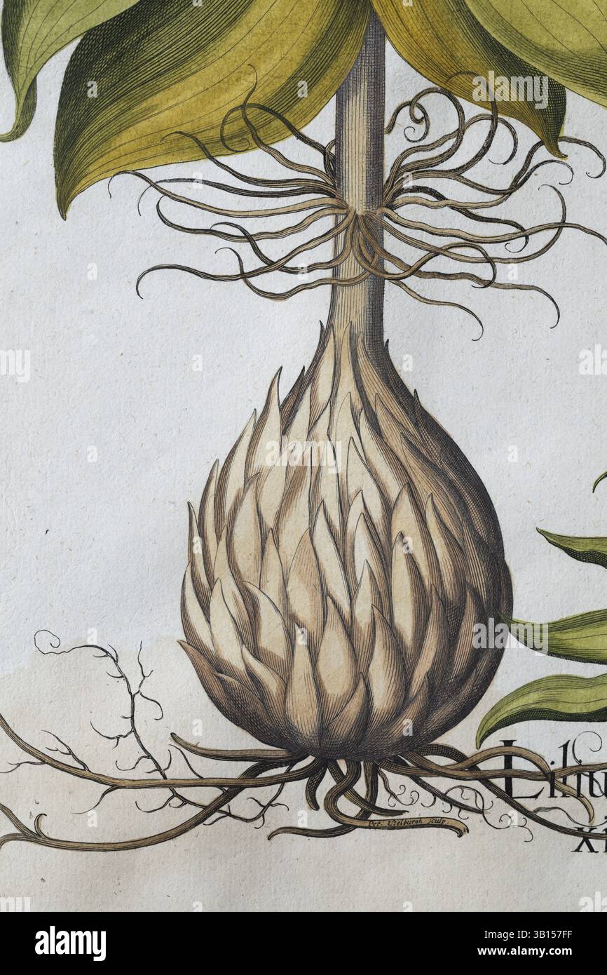 Root, spotted Turk's cap lily (Lilium Martagon), hand-coloured ...