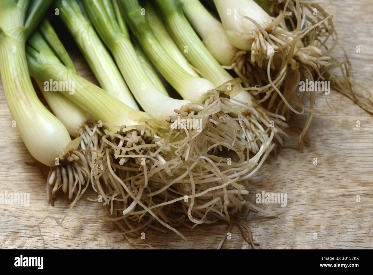 Spring onion with roots, Onion Stock Photo - Alamy