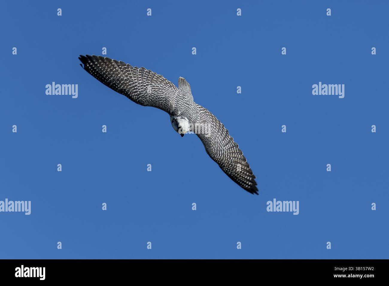 A bird of prey with outstretched wings flying in the blue sky, hybrid ...