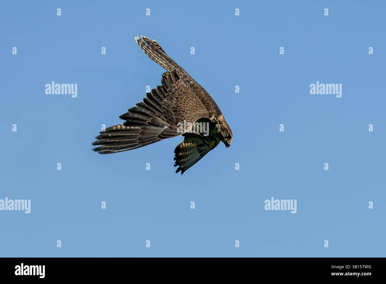 A bird of prey flies high in the blue sky with its wings wide open ...