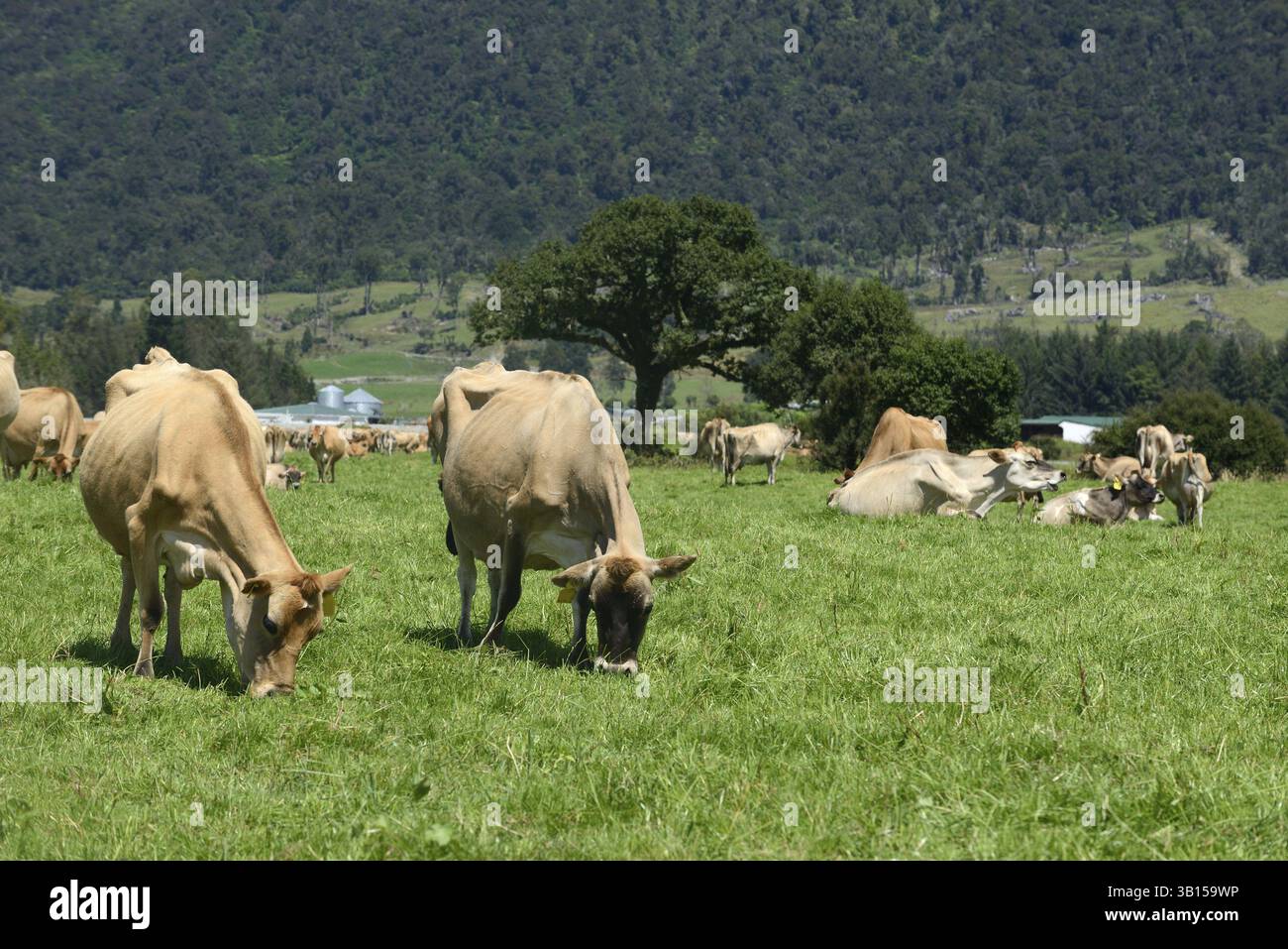 A herd of Jersey cows graze the pasture after milking on a West Coast ...