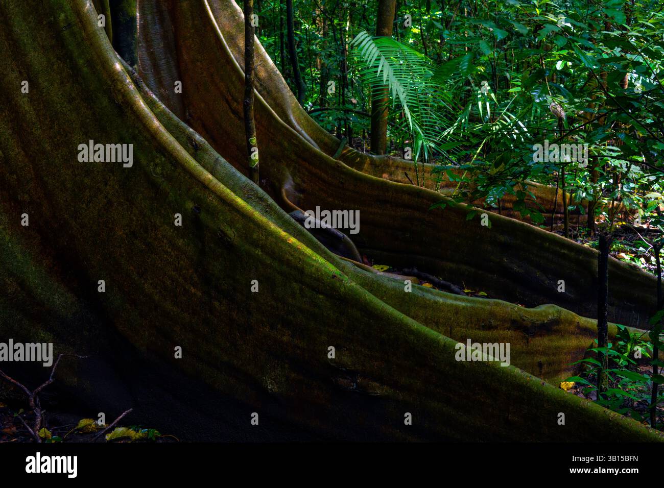 Tangkoko, Batu Putih Nature Recreation Park, North Sulawesi, Indonesia ...