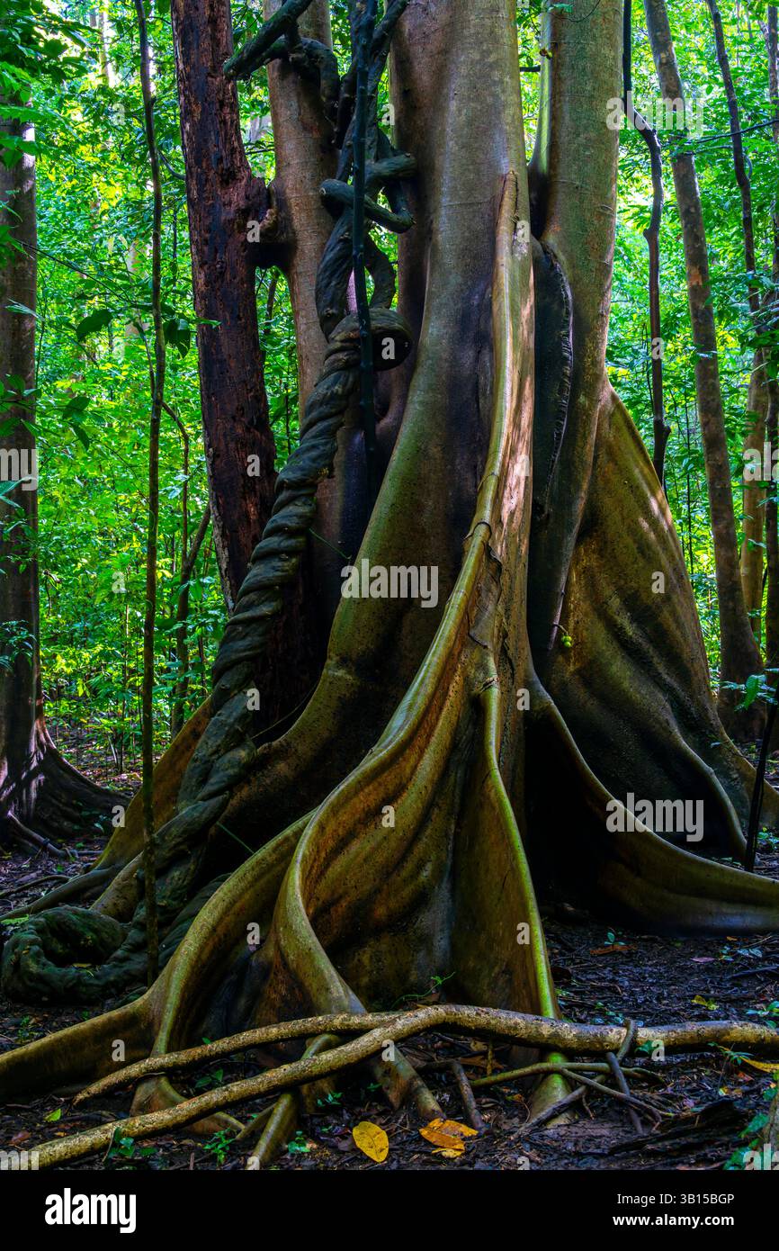 Tangkoko, Batu Putih Nature Recreation Park, North Sulawesi, Indonesia ...