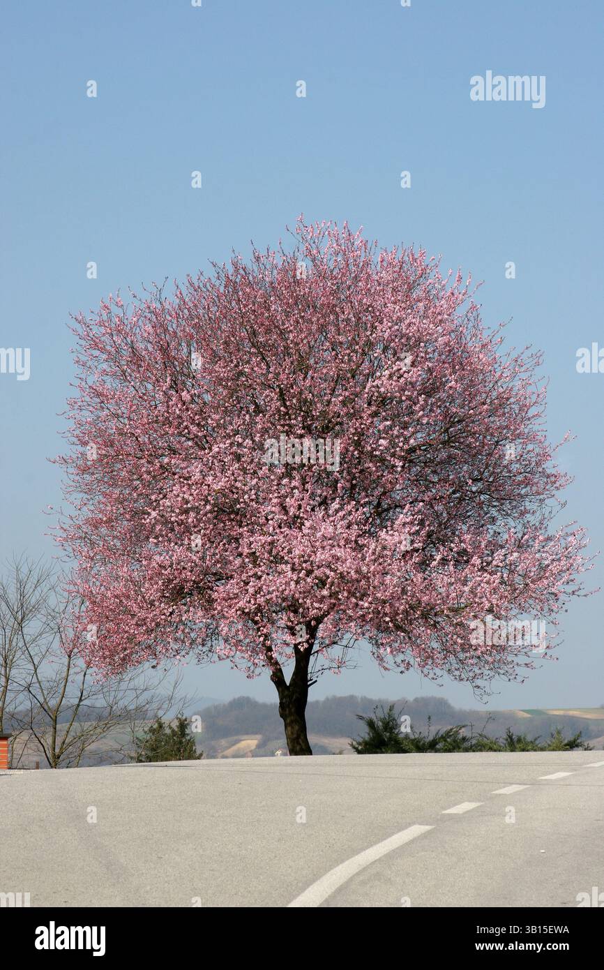 A beautiful cherry tree in bloom in Breznicki Hum, Croatia Stock Photo - Alamy