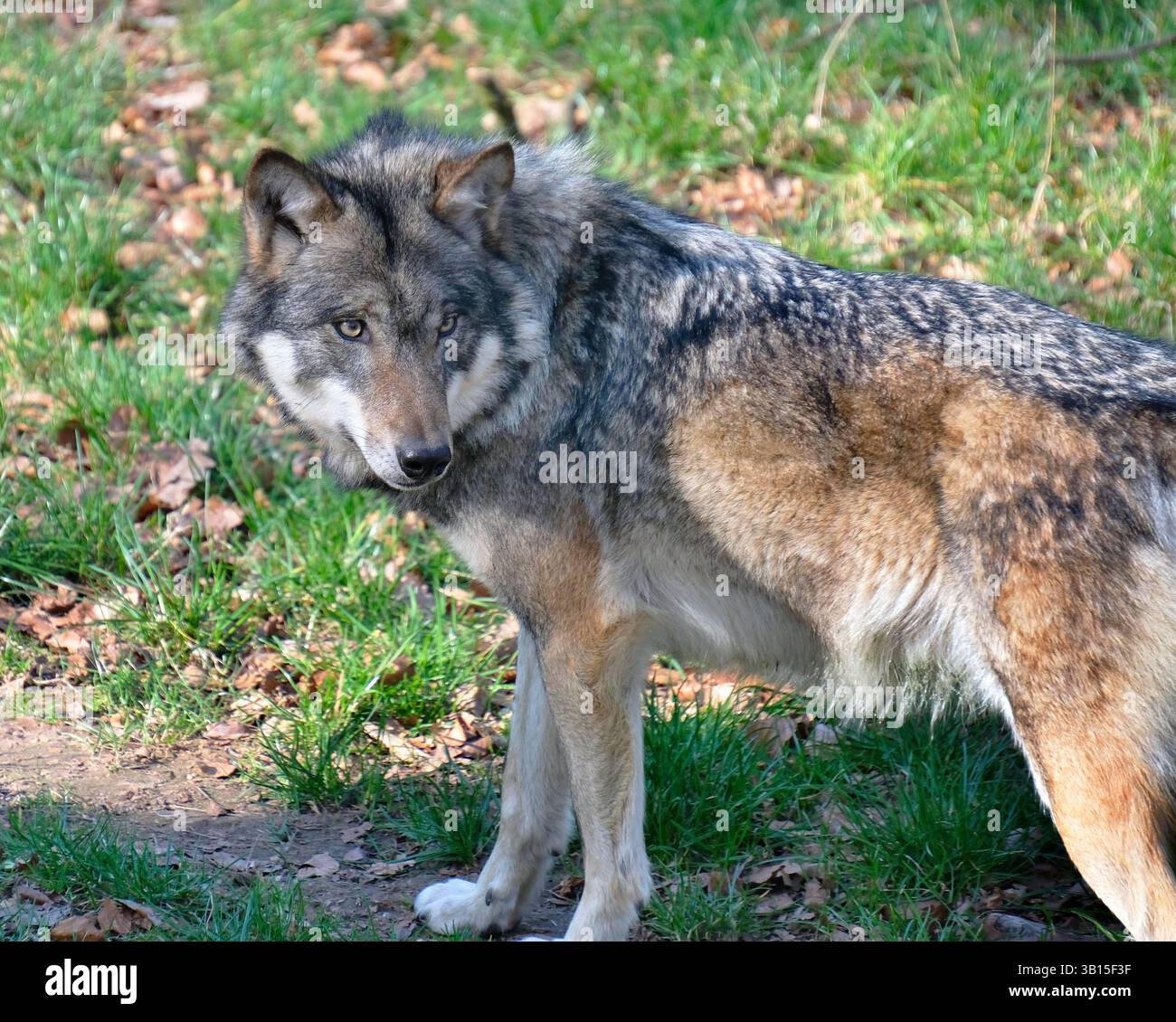 Wolf-Europaeischer Grauwolf in Deutschland in Aktion. Wolf-Grauwolf ...