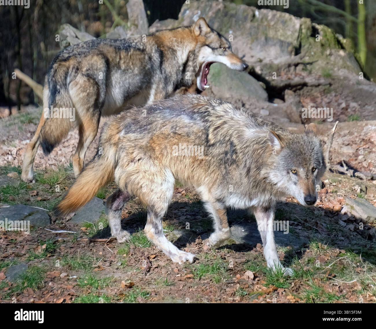 Wolf-Europaeischer Grauwolf in Deutschland in Aktion. Wolf-Grauwolf ...