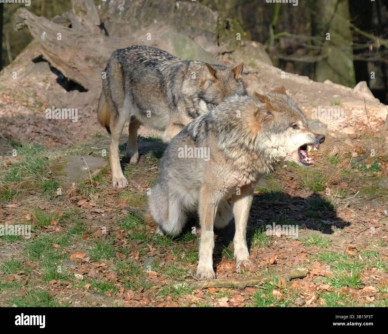 Wolf-Europaeischer Grauwolf in Deutschland in Aktion. Wolf-Grauwolf ...