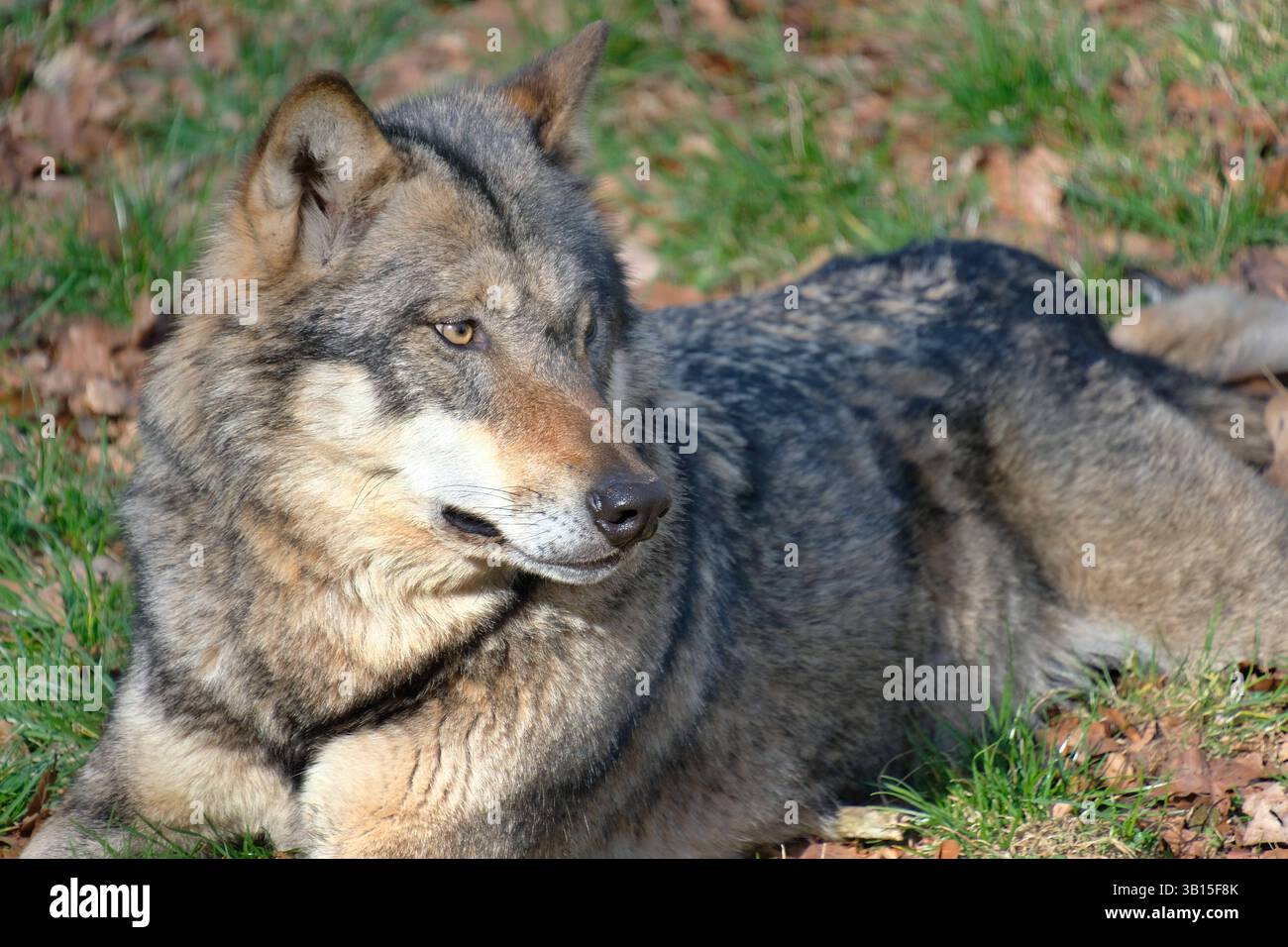 Wolf-Europaeischer Grauwolf in Deutschland in Aktion. Wolf-Grauwolf ...