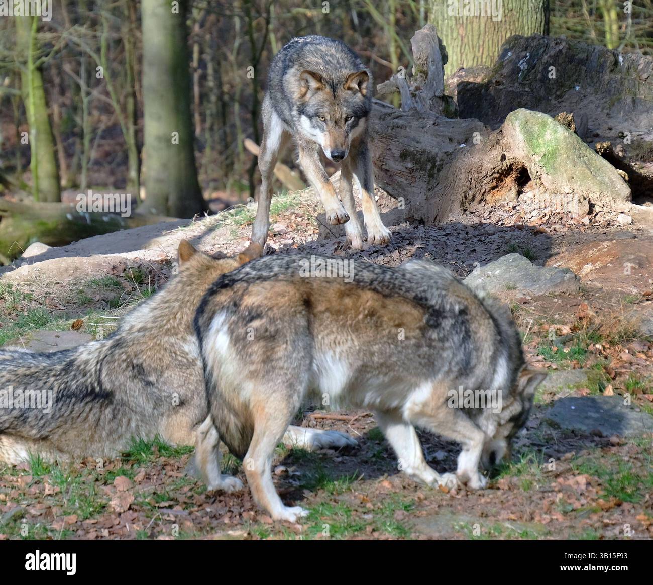 Wolf-Europaeischer Grauwolf in Deutschland in Aktion. Wolf-Grauwolf ...