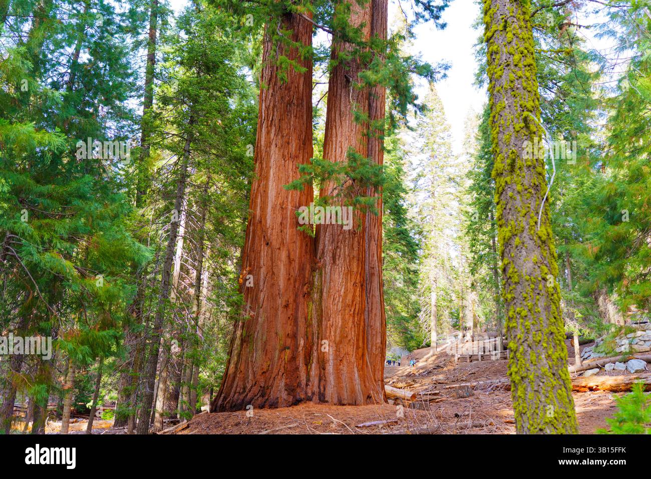 Two towering sequoia trees dominate the landscape in Sequoia National ...