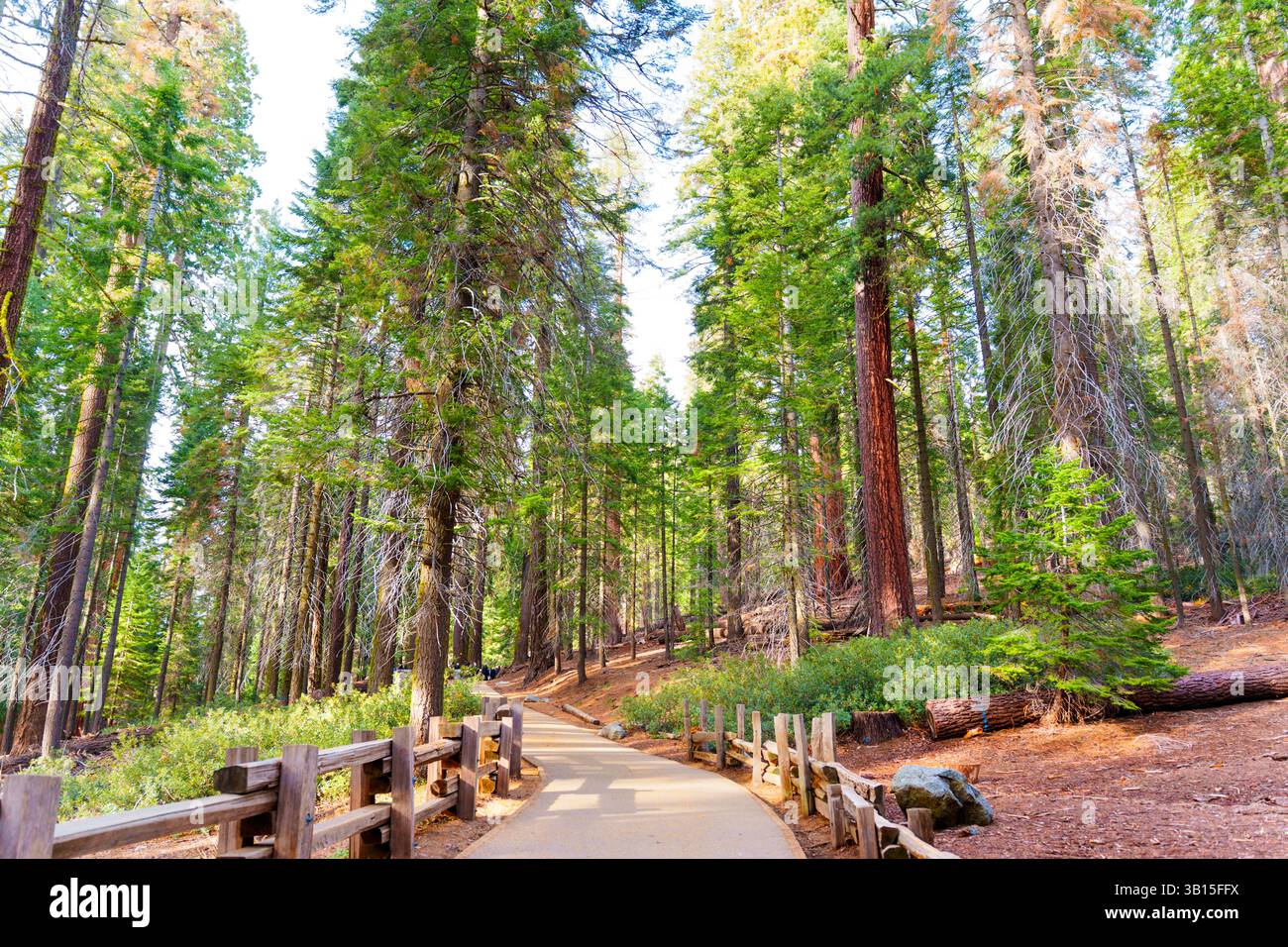 Serene pathway meanders through towering sequoia trees in Sequoia ...