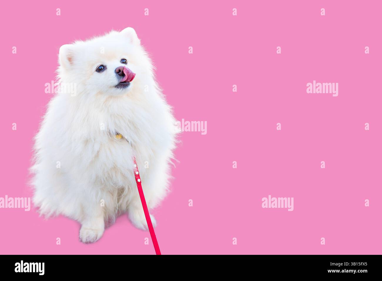 Fluffy white Pomeranian dog sitting on a pink background, wearing a red ...