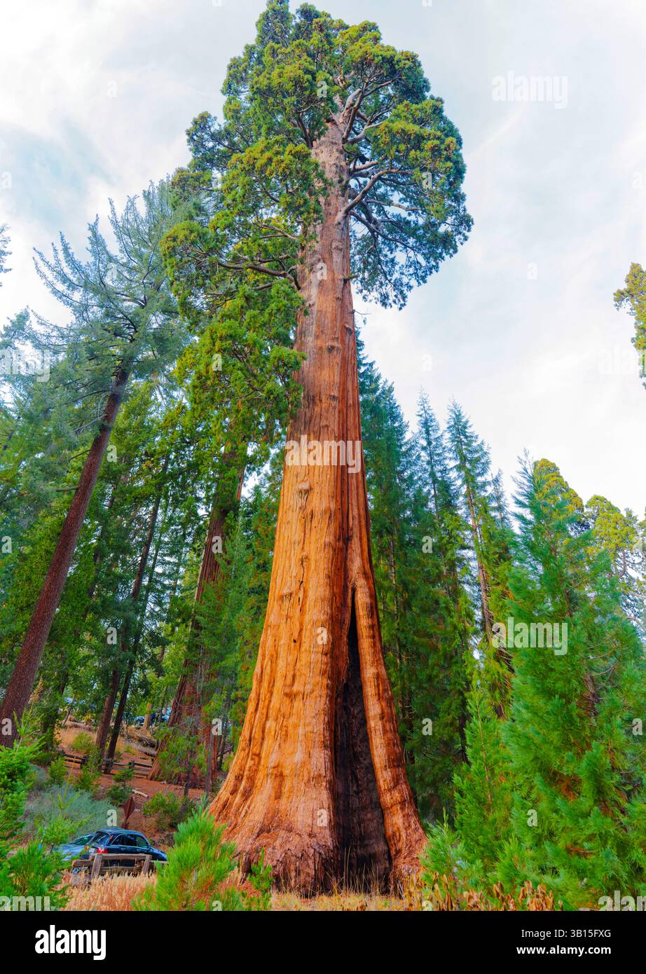 Towering sequoia tree amid lush green foliage captures the grandeur of ...
