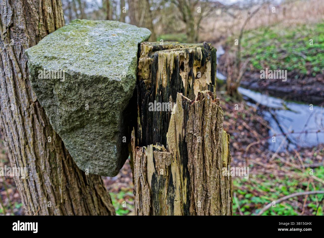 Schwere Last. Ein großer Stein liegt zwischen Baumstämmen. Bad Gögging ...