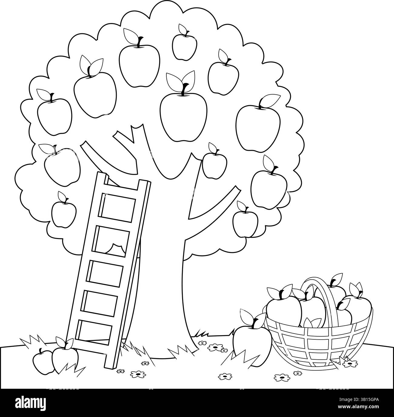 Apple tree and basket with apple fruits. Apple picking in the farm ...