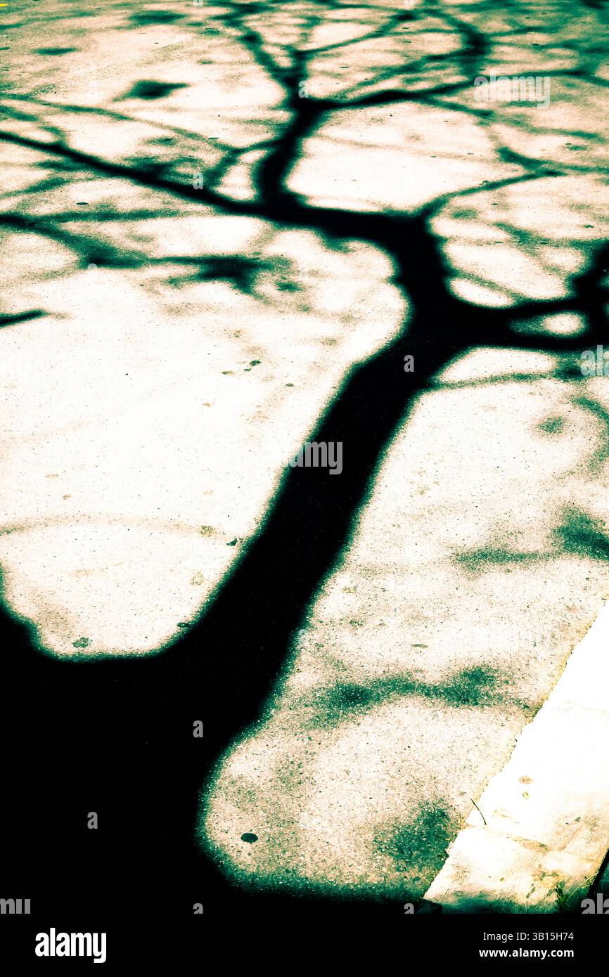Shadow of a tree Stock Photo - Alamy