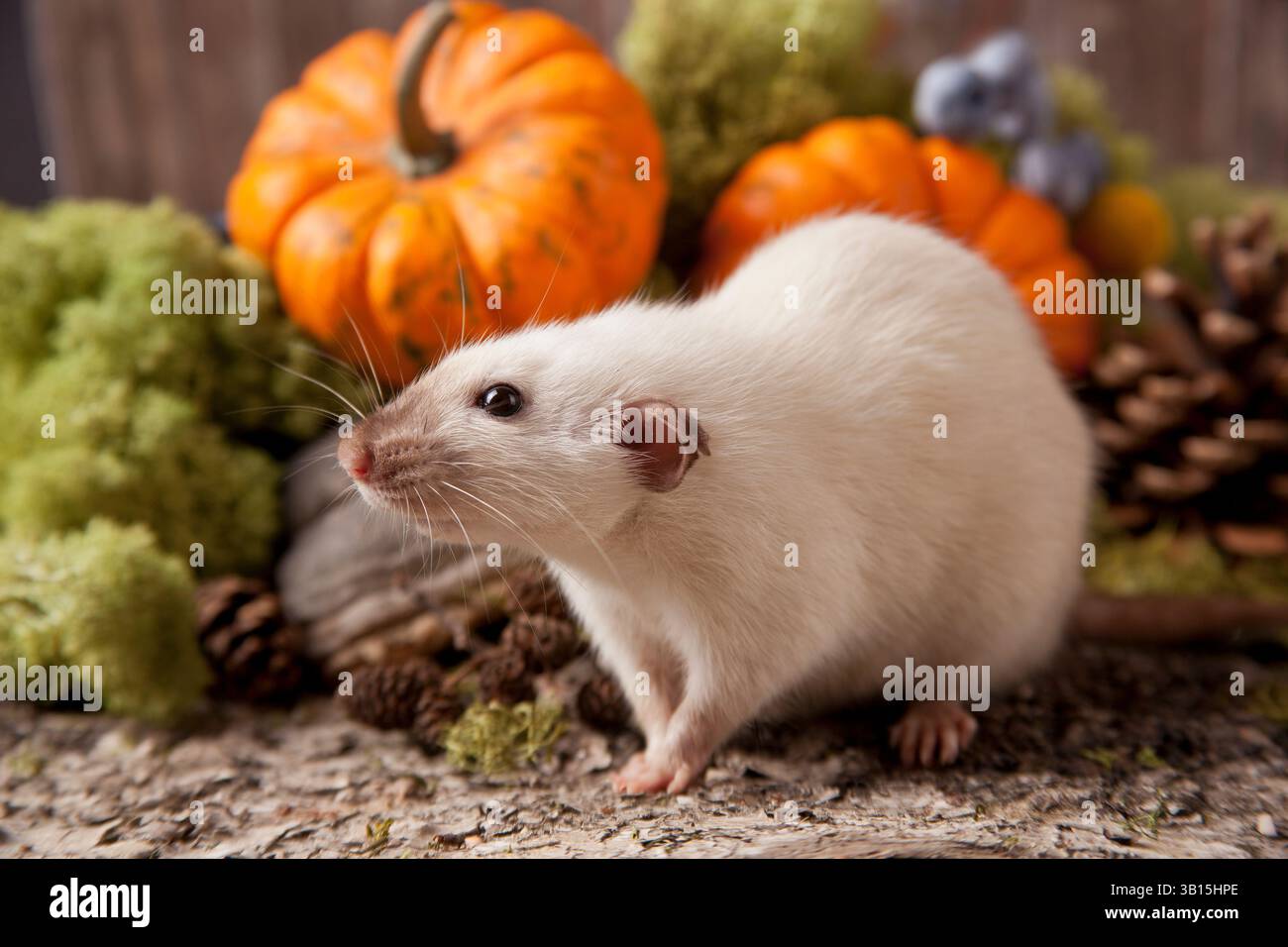 Seal point siamese mouse hi-res stock photography and images - Alamy