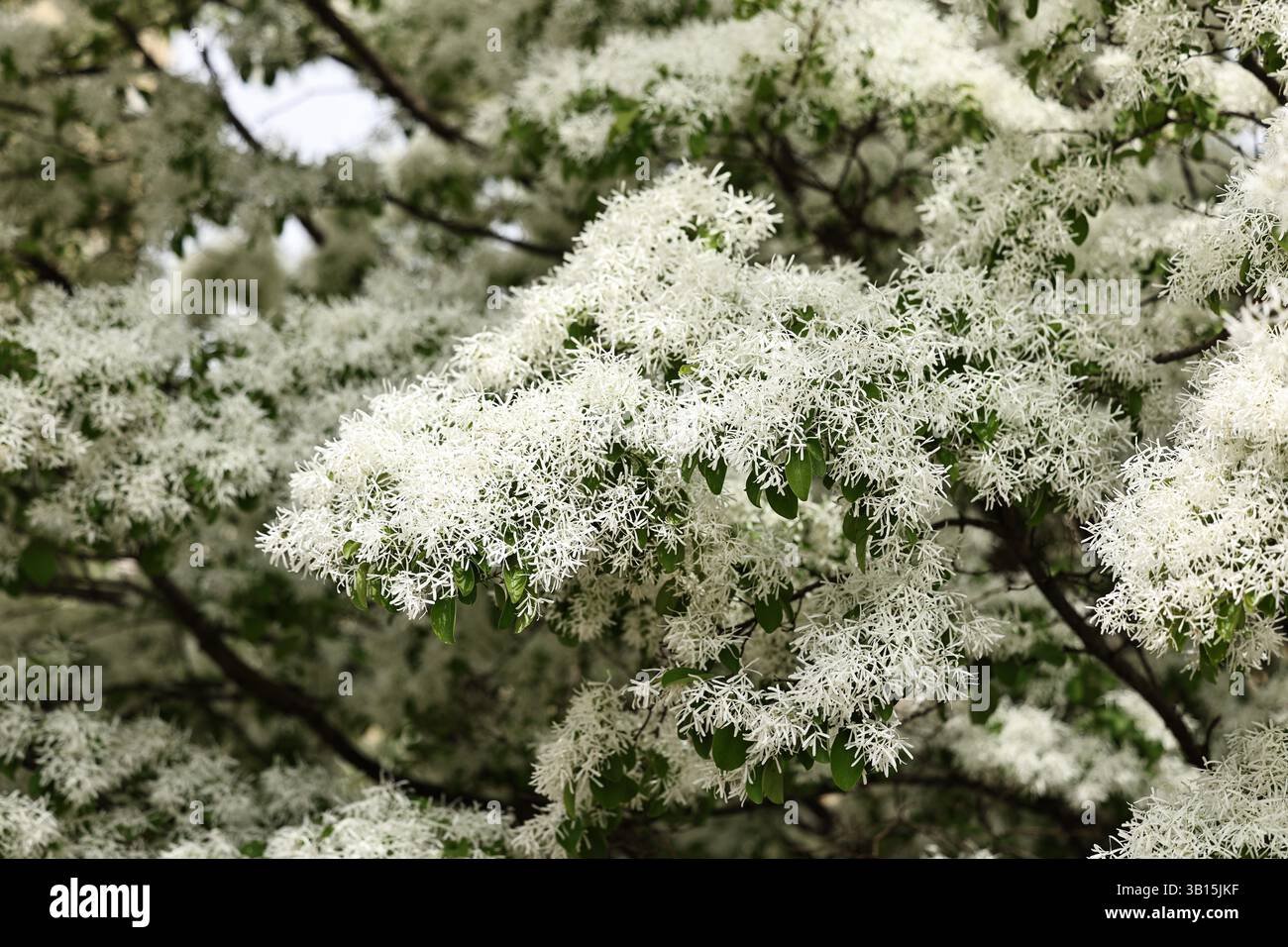 Chionanthus trees are in full bloom in Rizhao City, east China's ...