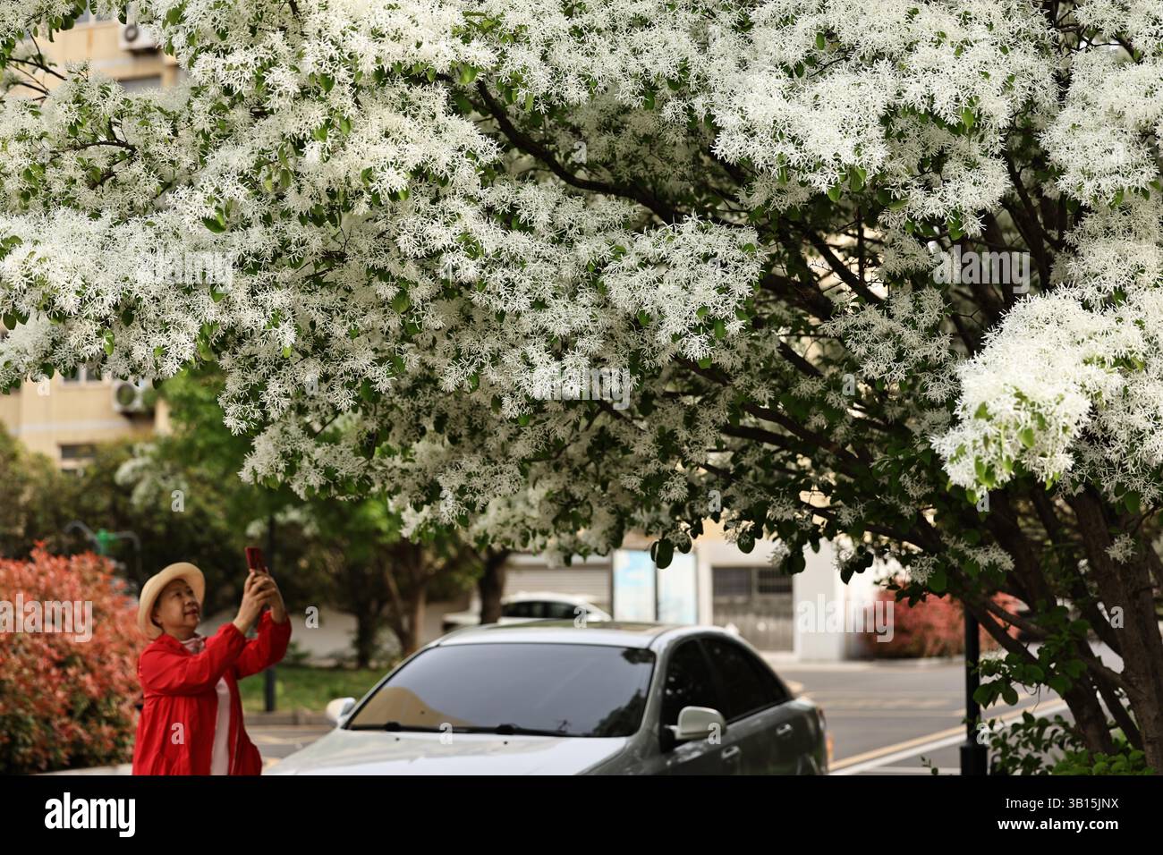 Chionanthus trees are in full bloom in Rizhao City, east China's ...