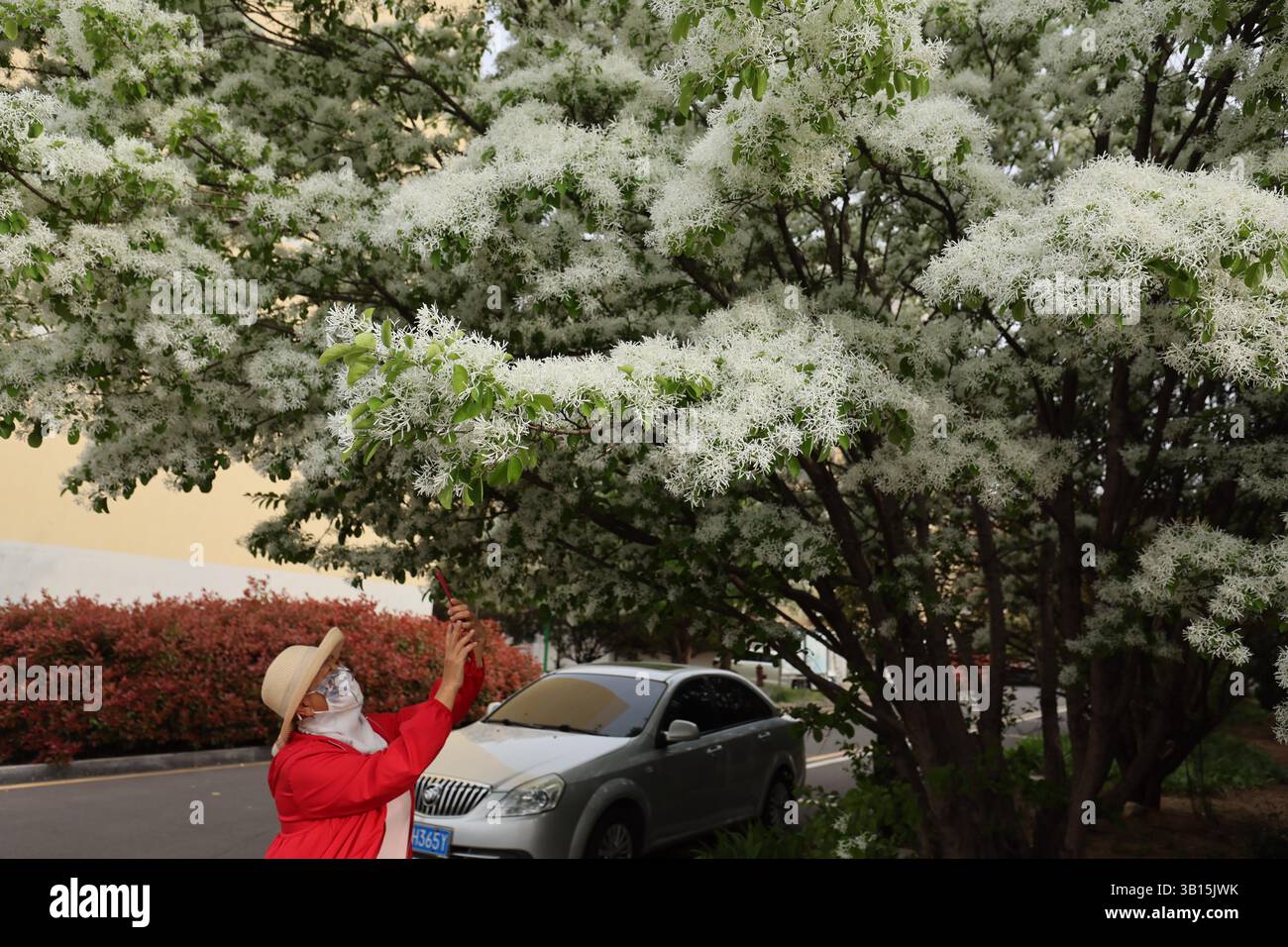Chionanthus trees are in full bloom in Rizhao City, east China's ...