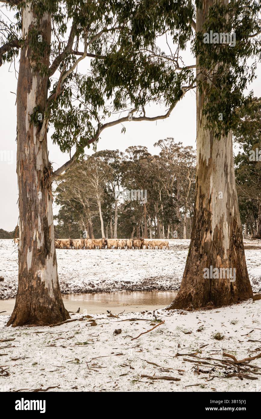 snow on australian cattle pastures Stock Photo - Alamy