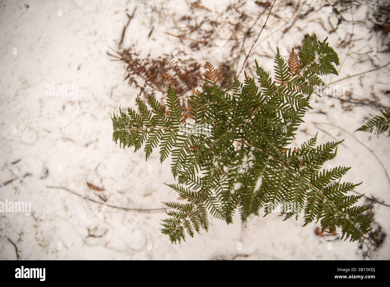 Bracken leaves covered in frost hi-res stock photography and images - Alamy