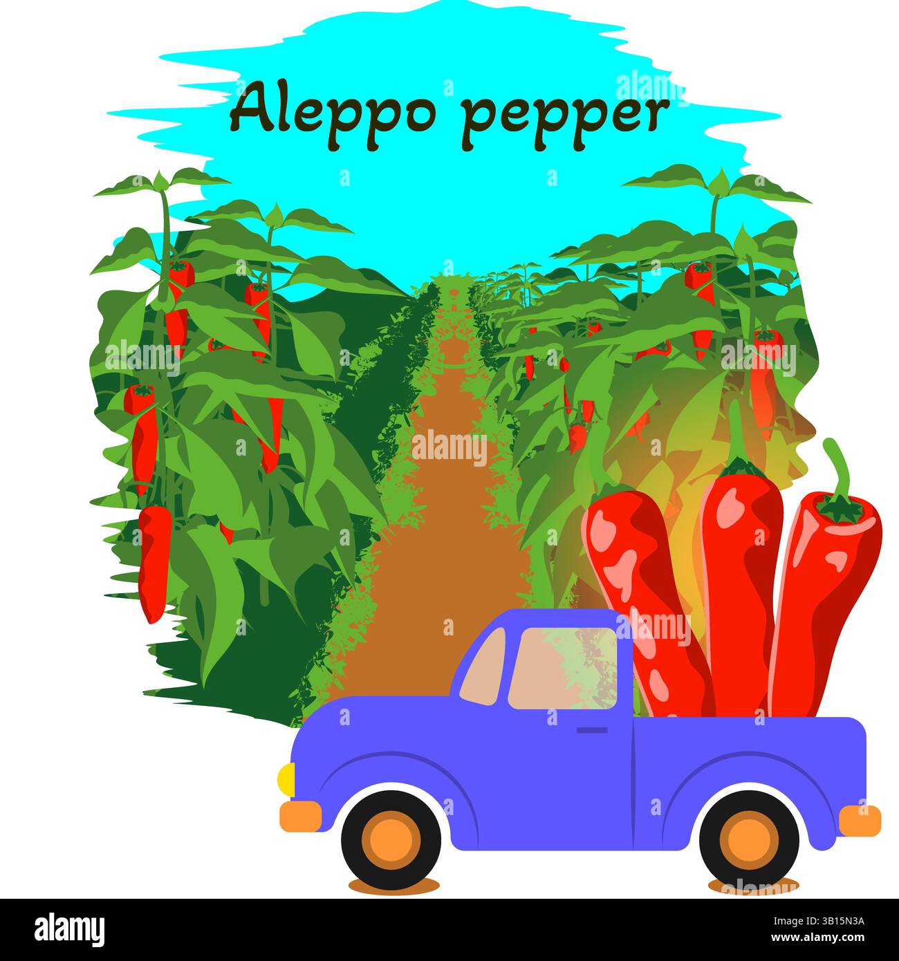 Capsicum annuum chile pepper Stock Vector Images - Alamy