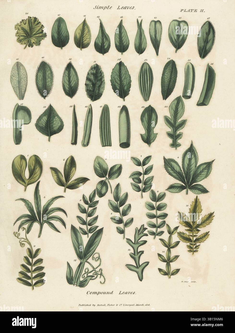 Simple leaves and compound leaves of plants and trees. Handcoloured copperplate engraving by W ...