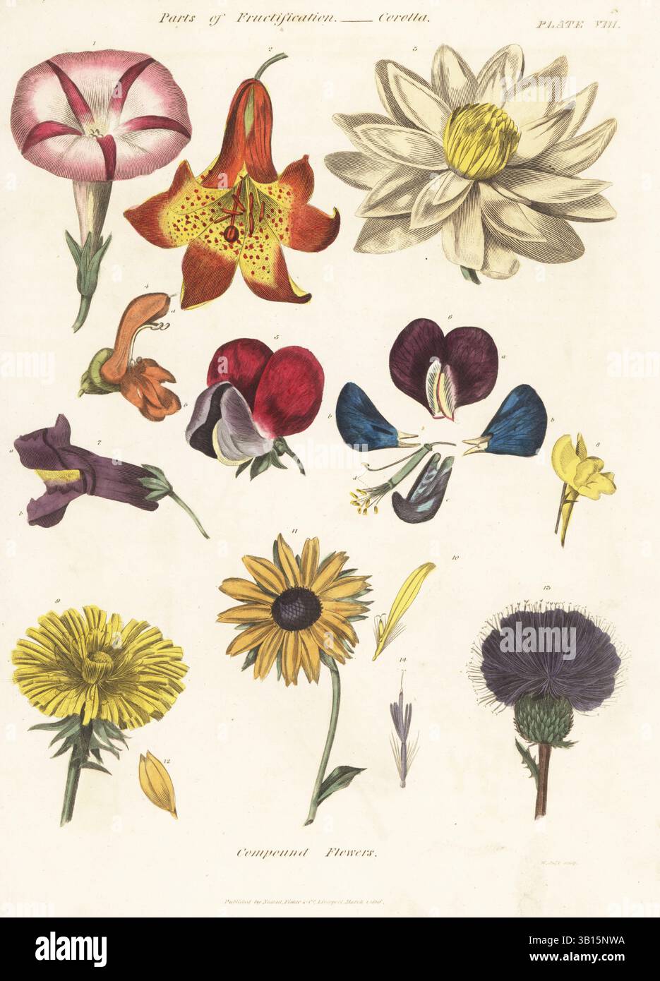 Six petal corolla hi-res stock photography and images - Alamy