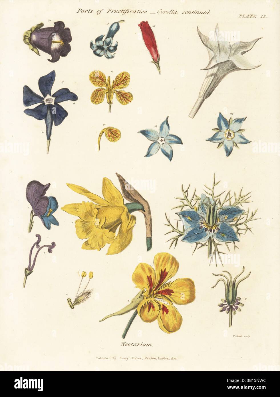 Parts of fructification, corolla and nectarium. Flowers bell-shaped 14 ...