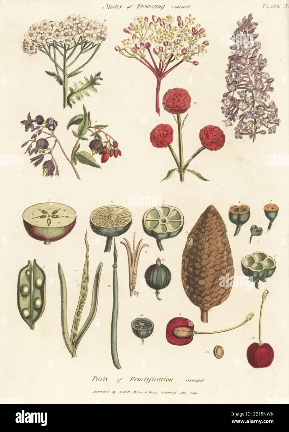 Medical plants seed hi-res stock photography and images - Alamy