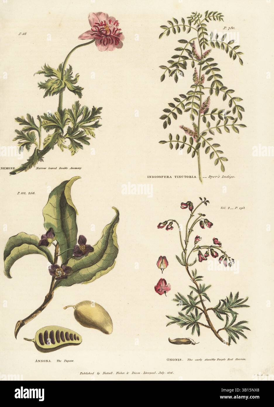 Poppy anemone, Anemone coronaria, dyer's indgo, Indigofera tinctoria ...